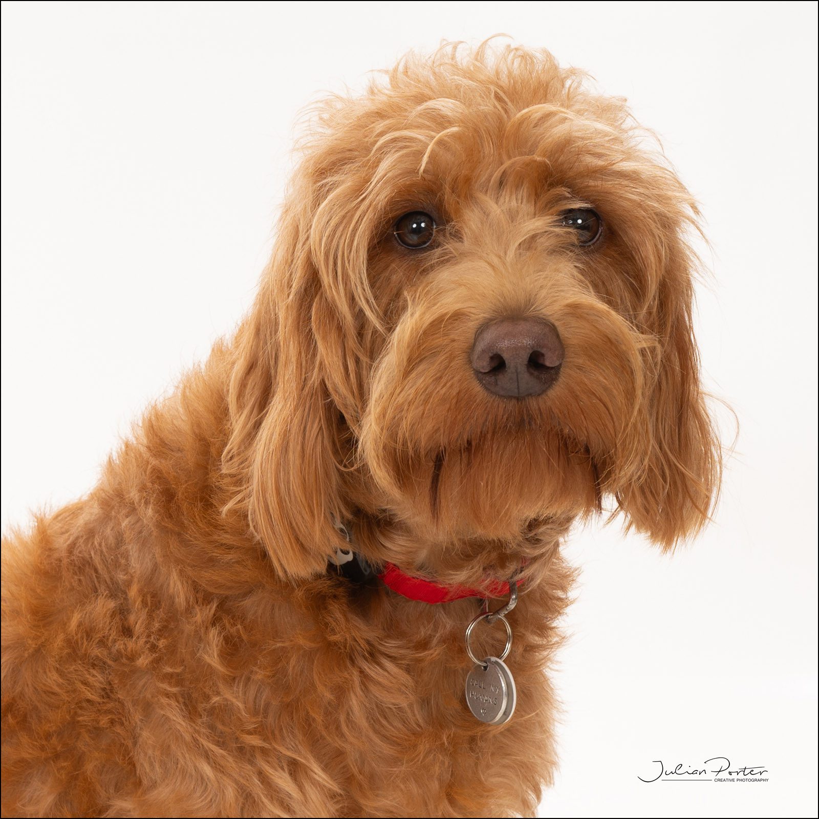 Rusty the labradoodle | Julian Porter Photography
